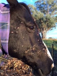 Equine Neck Threadworms (Onchocerca Cervicalis) - Heal with Ease Horses