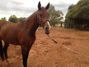 Equine Neck Threadworms (Onchocerca Cervicalis) - Heal with Ease Horses
