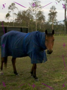 Equine Neck Threadworms (Onchocerca Cervicalis) - Heal with Ease Horses