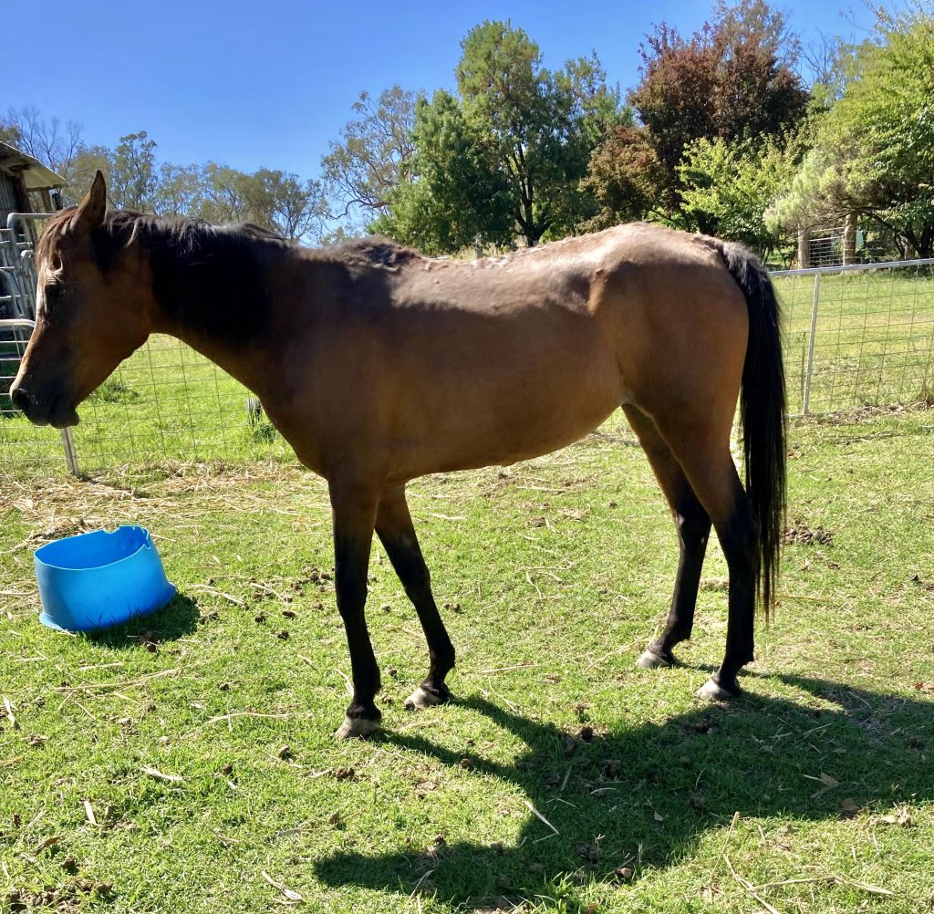Equine Neck Threadworms (Onchocerca Cervicalis) - Heal with Ease Horses